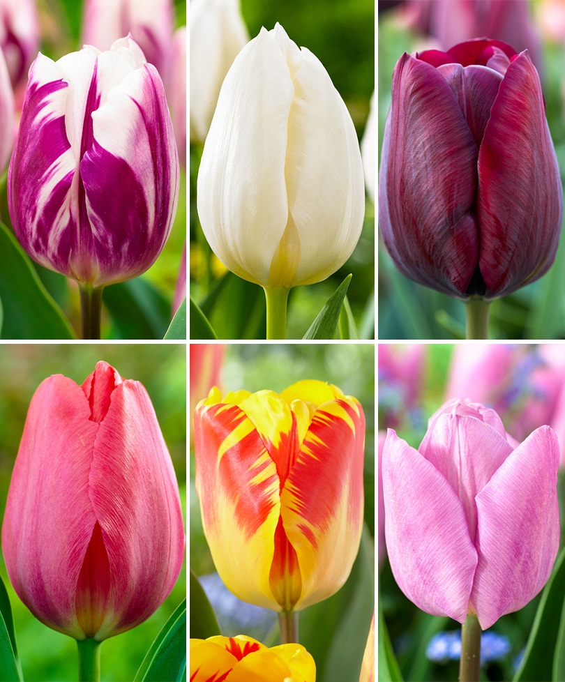 60 Tulipes En 6 Variétés - Les Bons Plans De Elise